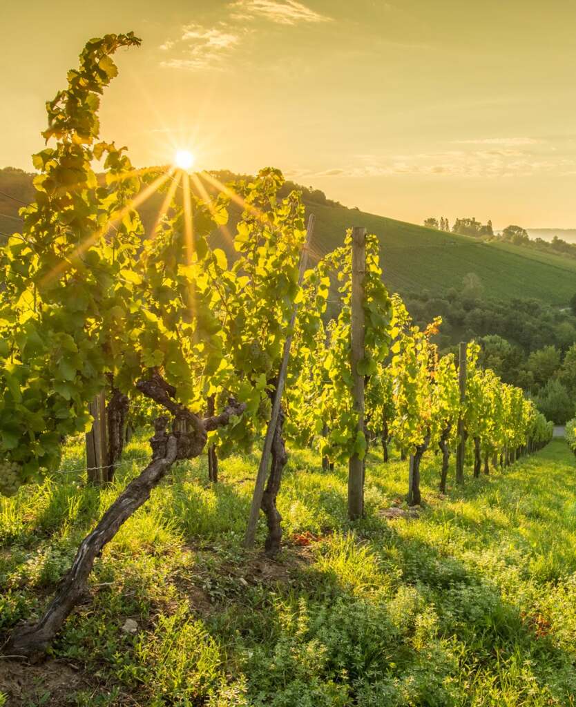 Crama Ceptura Vineyard - Transylvania Wine